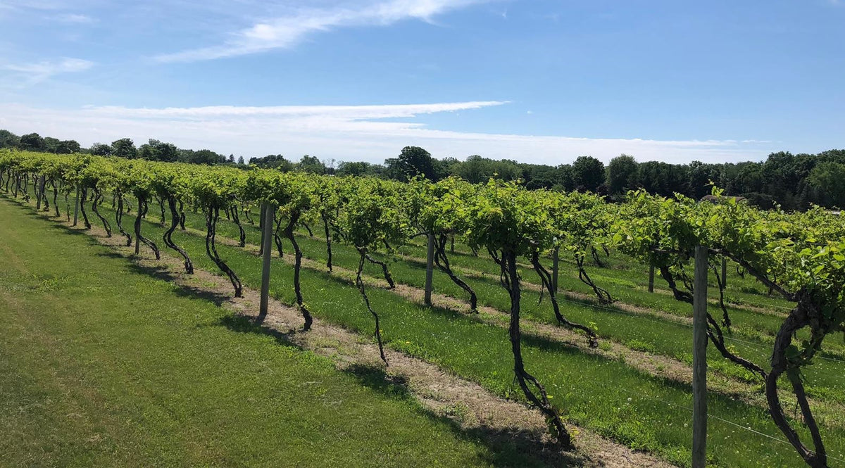 Rosé Wine – Stoney Ridge Winery