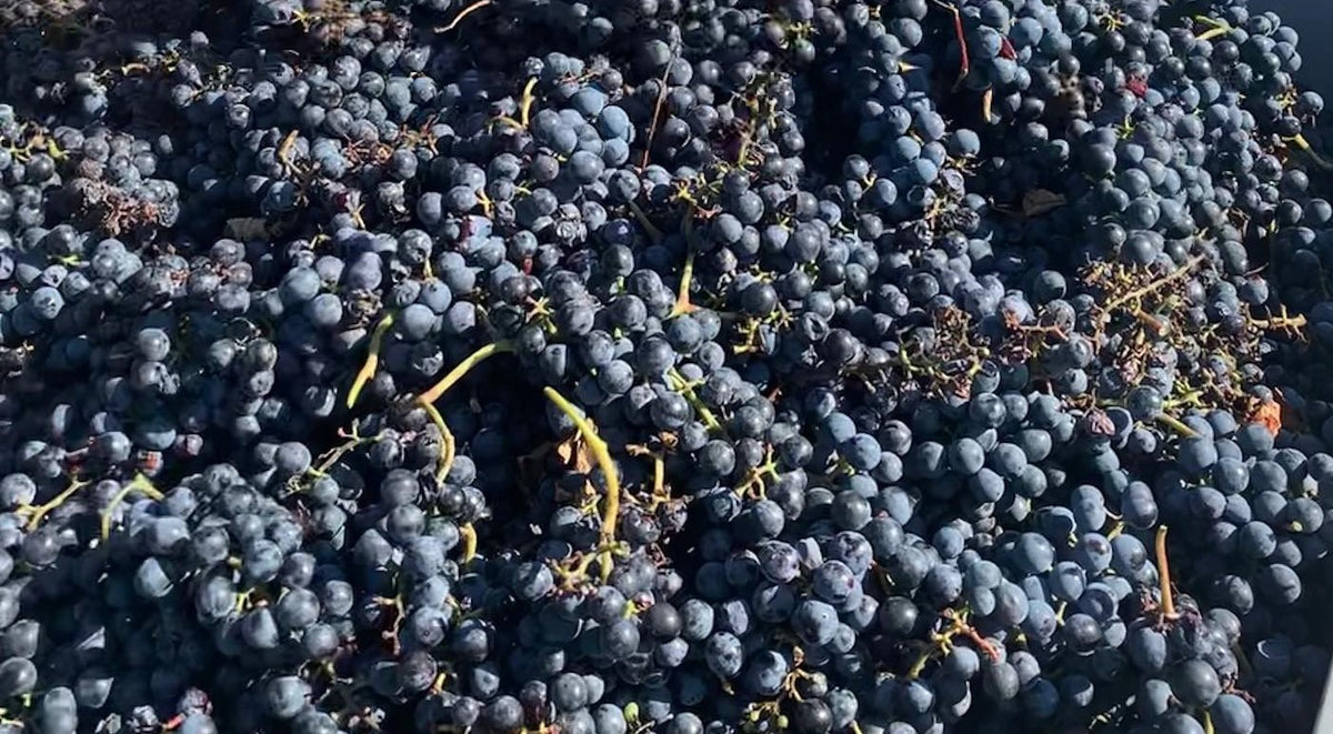 Red Wine – Stoney Ridge Winery